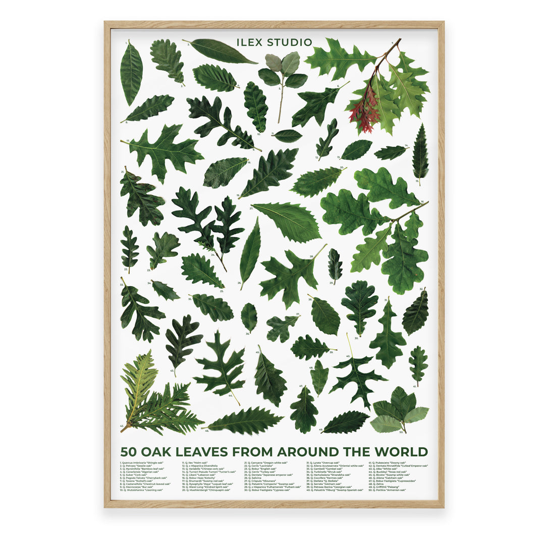 Posters – Ilex Studio