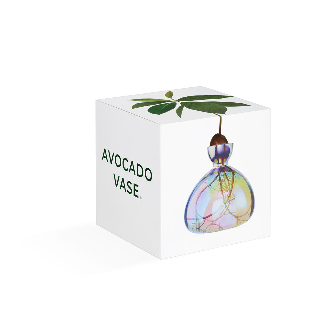 Avocado Vase - the best way to grow a seed into a plant in water – Ilex ...