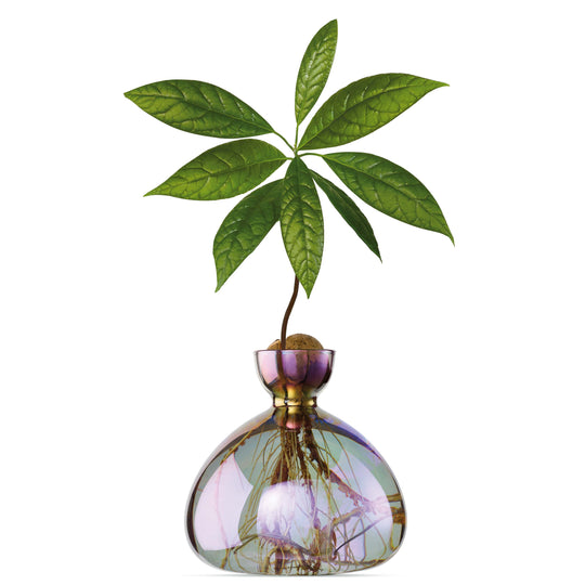 Avocado Vase - the best way to grow a seed into a plant in water – Ilex ...