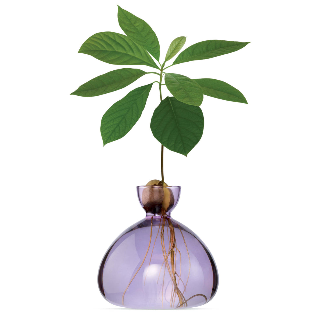Avocado Vase - the best way to grow a seed into a plant in water – Ilex ...