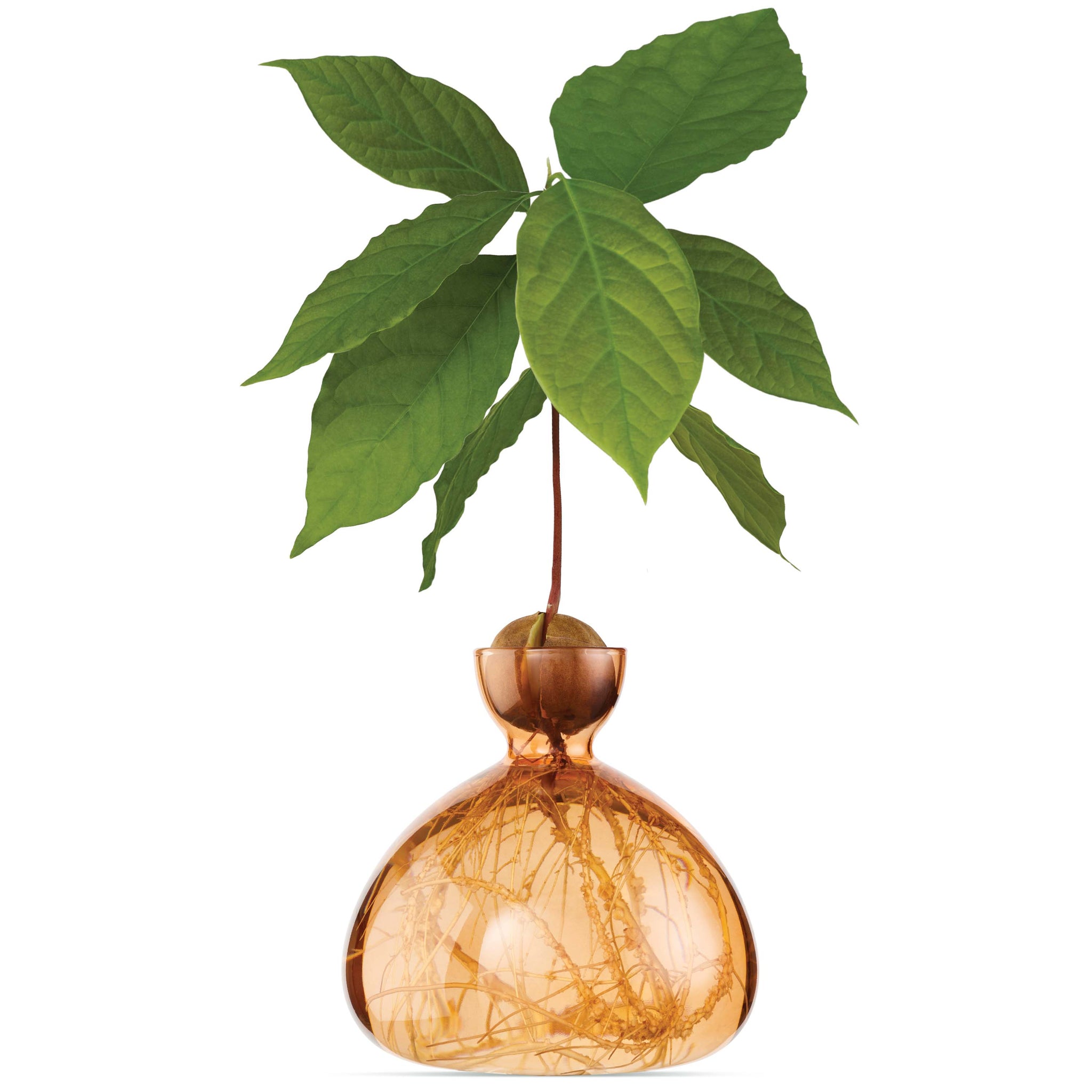Avocado Vase - the best way to grow a seed into a plant in water – Ilex ...