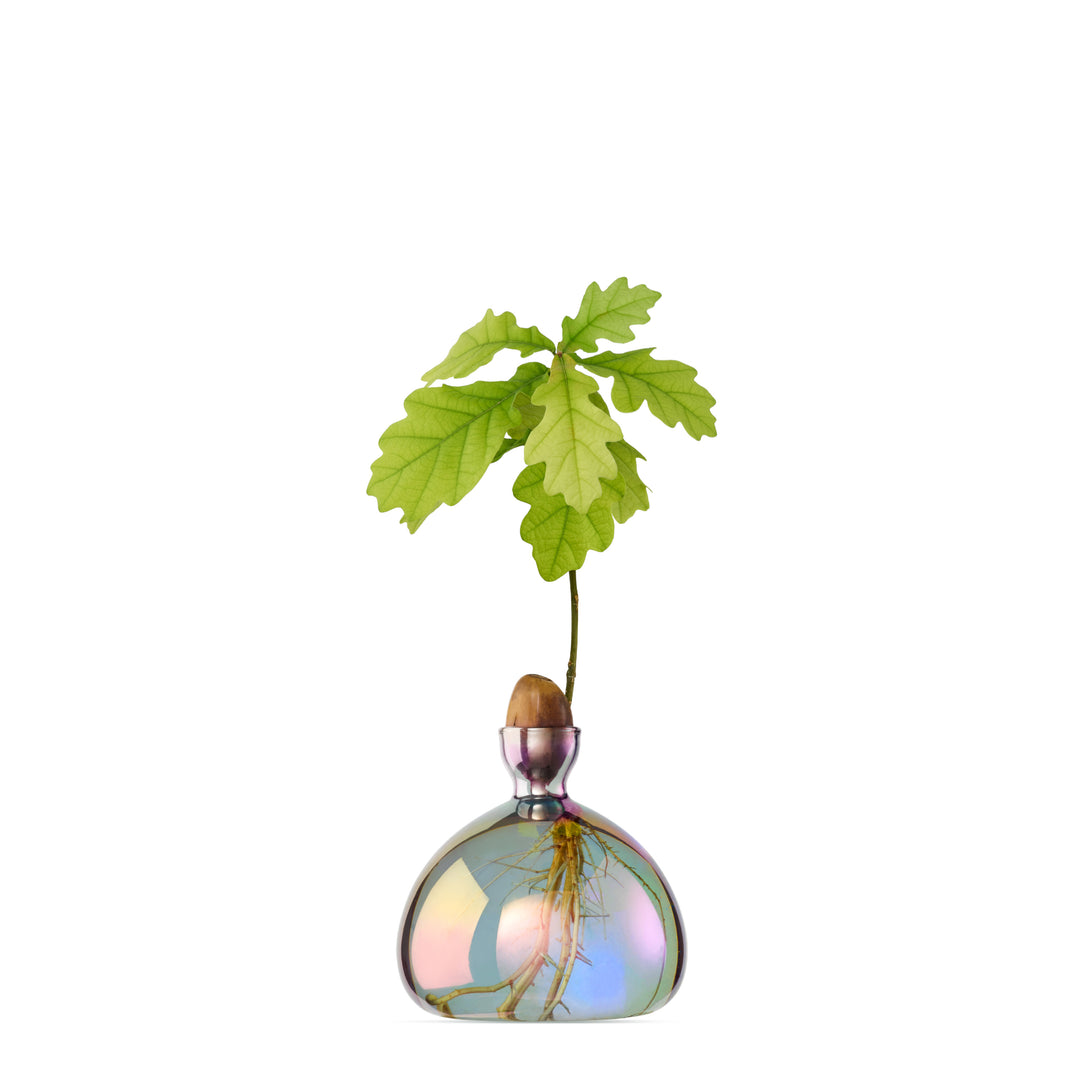 Acorn Vase – Ilex Studio