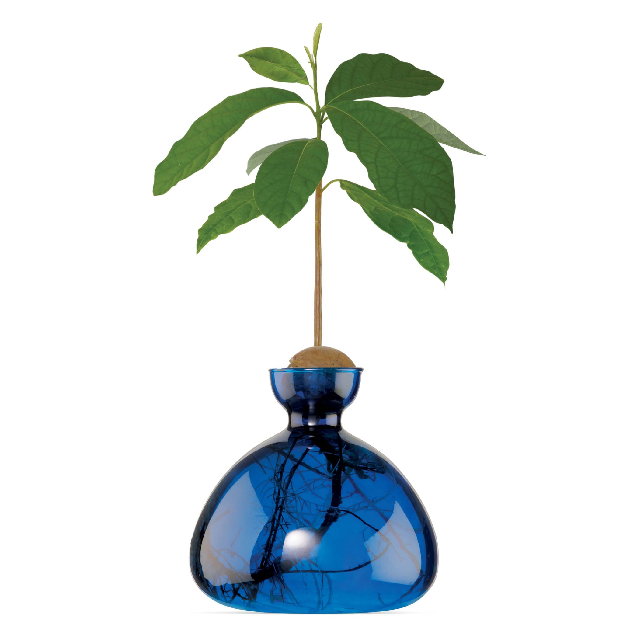Avocado Vase - the best way to grow a seed into a plant in water – Ilex ...