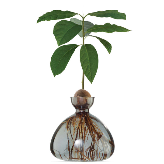 Avocado Vase - the best way to grow a seed into a plant in water – Ilex ...
